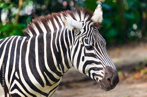 Zebra Foto De Stock Adobe Stock