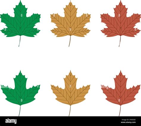 Sycamore Tree Foliage Stock Vector Images Alamy