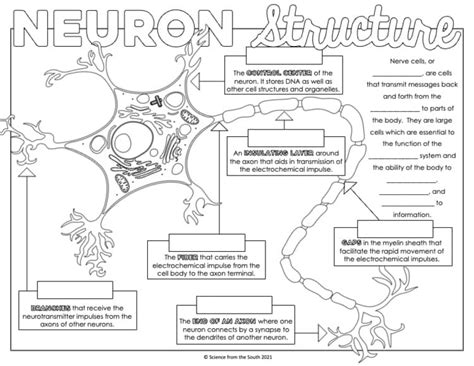 Neuron Structure Doodle Notes Graphic Organizer For Labeling Parts Of A Neuron