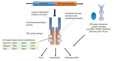 Constitutive Activation Of The Trk Receptors Occurs Through Different