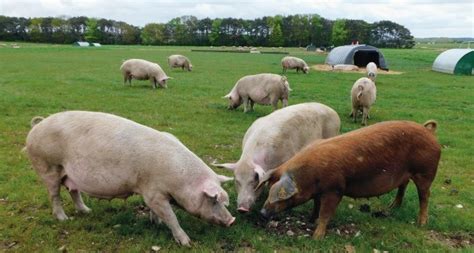 Real Farm Pigs Design And Financing Of Orchard Grazing System With