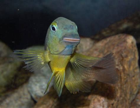 Tropheus Brichardi Bulombora