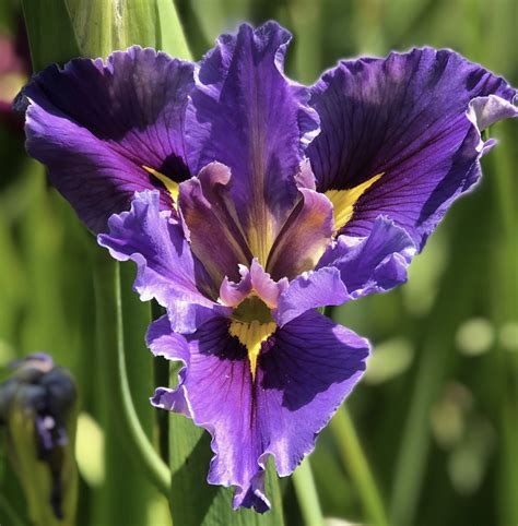 Louisiana Iris ‘violet Vision The Garden Club Of Houston