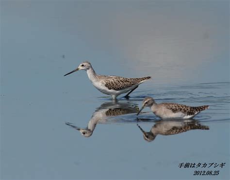 コアオアシシギ幼鳥20120825