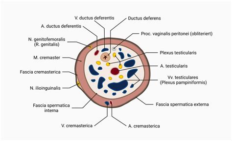 Aufbau Des Funiculus Spermaticus Doccheck