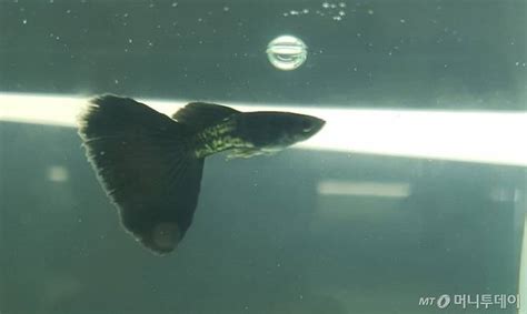 국민 관상어 구피 그 중에서도 1등 구피는