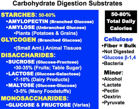 Carbohydrate And Protein Assimilation Flashcards Quizlet