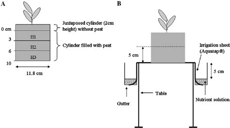 Experimental Design A Sample Layer Organization B Irrigation Download Scientific