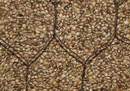 Hemp - Wikipedia