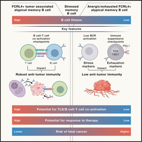 Memory B Cell Fitness And Anergy Has Significant Links To Cancer