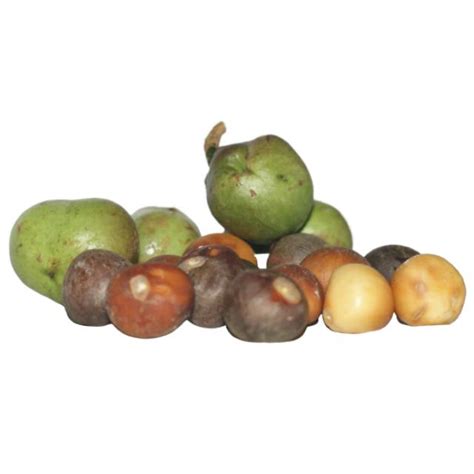 Jual Klentang Biji Pohon Teh 1kg Shopee Indonesia