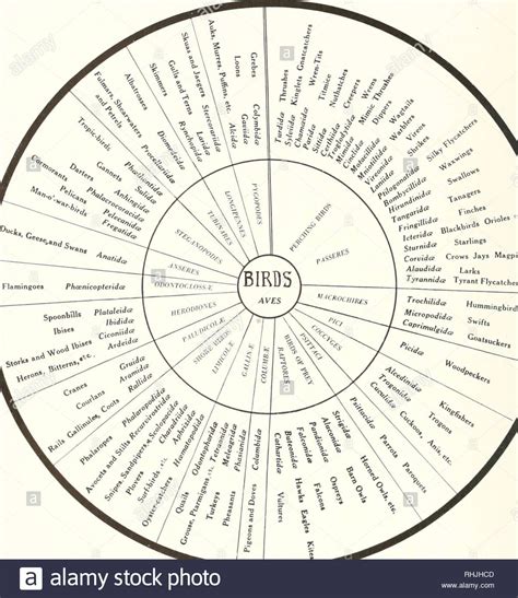 Bird Taxonomy Birds Of America Birds Checklist