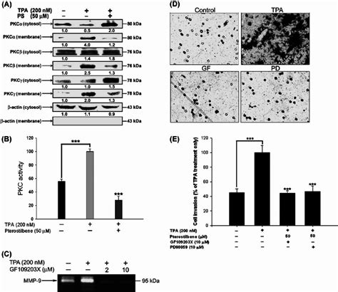 Effects Of Pterostilbene Ps On Tpa Induced Pkc Activation A Hepg
