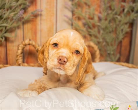 Cocker Spaniel Pet City Pet Shops