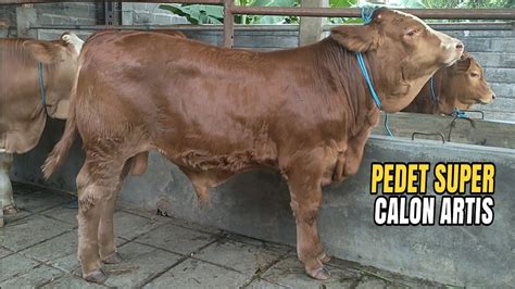 Grosir Sapi Super Yohandi Kediri Jawa Timur Youtube