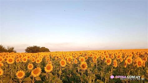 Video Guichón Guichón Restaurante En Guichón