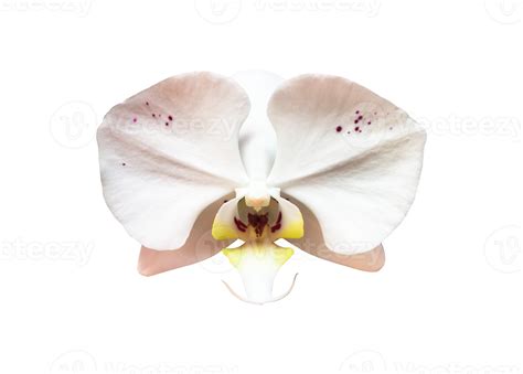 Isolated Vanda Orchid Flower With Clipping Paths 12023559 Png