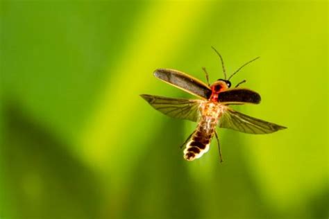 Five Fascinating Facts About Fireflies