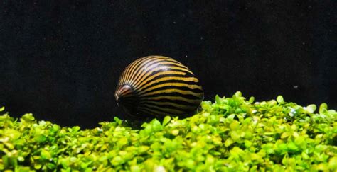 Nerite Snails Care And Breeding Guide Wzaquarium