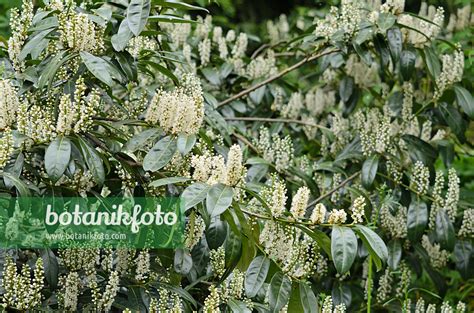Image Cherry Laurel Prunus Laurocerasus Schipkaensis 520113