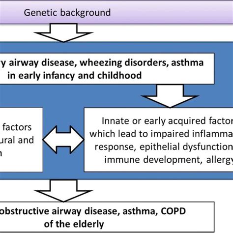 Schematic Model Of Lung Function Trajectories Throughout Life Download Scientific Diagram