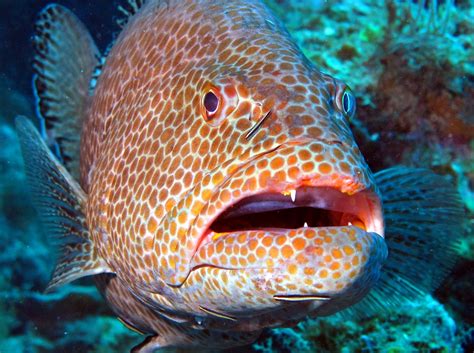 Grouper Wallpapers Wallpaper Cave