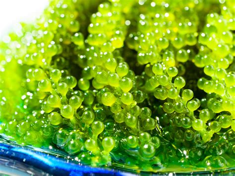 海鮮のしゃぶしゃぶ具材でおすすめは？定番から変わり種まで紹介 Fily