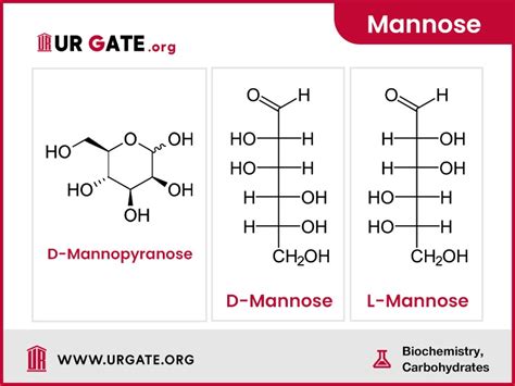 Mannose Structure Properties Biological Importance And Metabolism