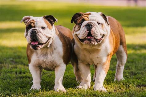 Old English Bulldog Vs English Bulldog What Are The Differences