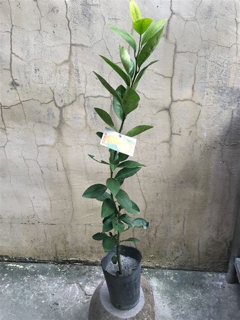 黃金檸檬 綠友種苗園