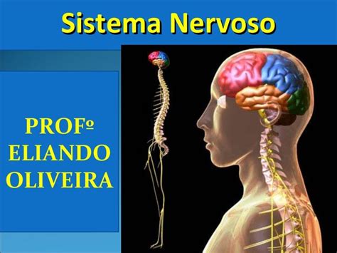 Aula Sistema Nervoso Aula 10 Ppt Sistema Nervoso Sist