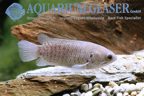 Anabas Testudineus Aquarium Glaser Gmbh