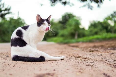 Premium Photo Cat Sitting On Looking Away