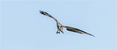 Hoe Kun Je Een Buizerd Herkennen Alles Over Buizerds
