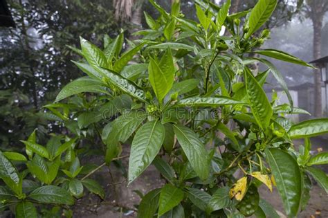 Close Up View Of Herbal Leaves Vasa Vasaka Is A Medicinal Plant