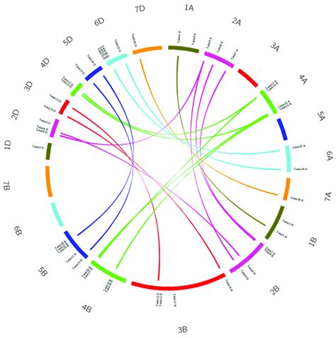 Chromosomal Localization And Gene Duplication Identified In Wheat Download Scientific Diagram