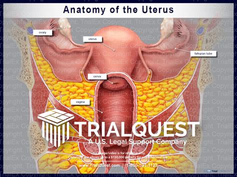 Anatomy Of The Uterus TrialQuest Inc