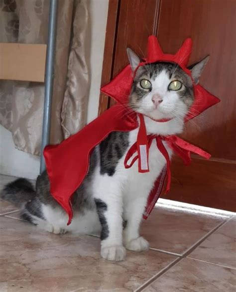 7 Memes De Gatitos Tapados Y Felices Para Compartir Si Tú Eres Team