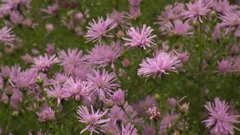 Méně Známé Trvalky Receptář Prima Nápadů Prima Ženy