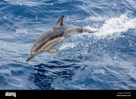 Long Beaked Common Dolphin Delphinus Capensis Leaping Near White