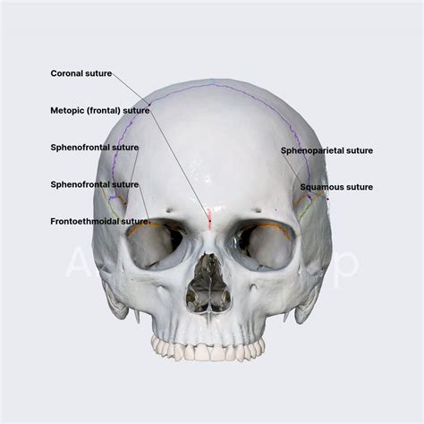 Sutures Of Neurocranium Anatomyapp