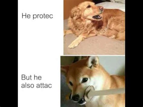 Meme Compilation Of He Protec By He Also Attac He Protec But He Also