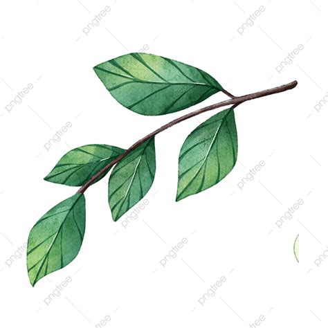나뭇잎 일러스트 수채화 현실적인 잎 이파리 초록 Png 일러스트 및 Psd 이미지 무료 다운로드 Pngtree