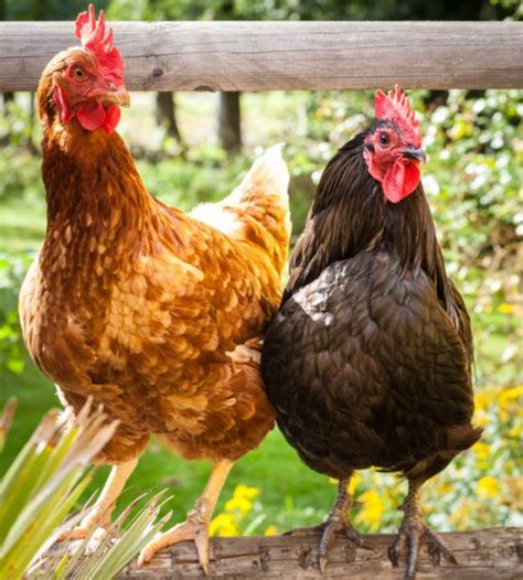 Old World Garden Farms Gardening Cooking And Diy Living