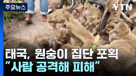 원숭이 축제 열던 태국 이제는 잡아 가둔다이유는 Ytn Youtube