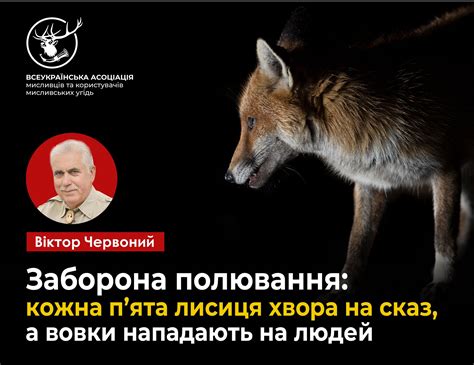 Заборона полювання кожна пята лисиця хвора на сказ а вовки нападають