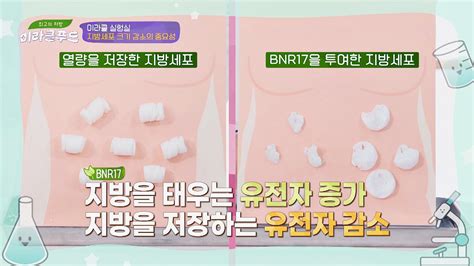 지방을 태워 지방세포의 크기를 줄여주는 「bnr17」 Jtbc 240320 방송 Zum Tv