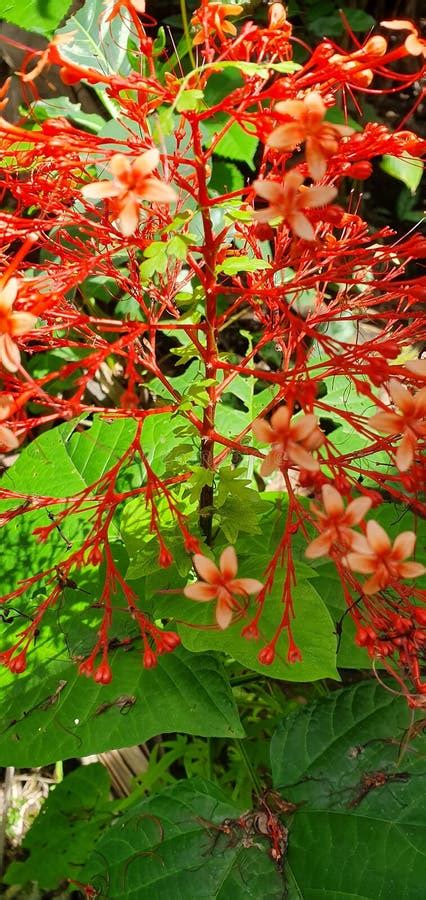 Spiky Red Philippine Flower Stock Photo Image Of Botany Flower