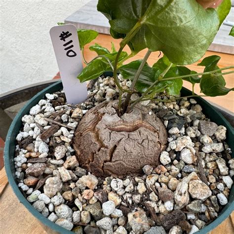 Caudex Etsy
