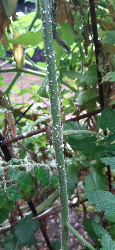 What Is This White Stuff On Tomato Plants Rgardening